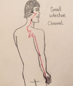 Small Intestine Meridian – AllYinYoga