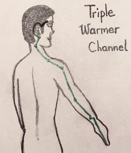 Triple Warmer Meridian – AllYinYoga